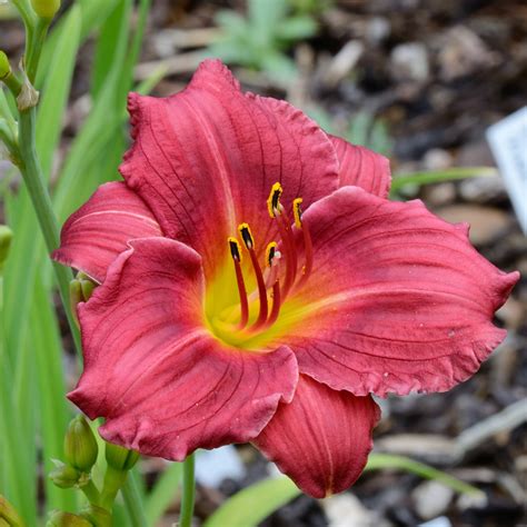 10 Mixed Colors Daylily Hemerocallis Day Lily Fine Mix Red Purple Flow