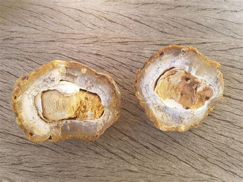 Is This A Fossilized Egg R Whatsthisrock