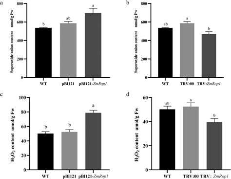 O²⁻ And H2o2 Content In Pbi121‐zmrop1 Maize And Trv Zmrop1 Maize A