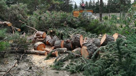 ჭავჭავაძის გამზირზე მერიის ნებართვით ხეები მოჭრეს იგეგმება მშენებლობა • ეკოლოგიისა და