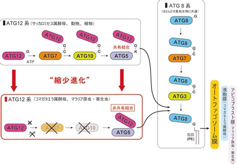 オートファジーに必要なatg分子間の共有結合を失う縮小進化を発見しました ページ 3 テック・アイ生命科学