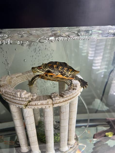 Turtle Transformation Rturtle
