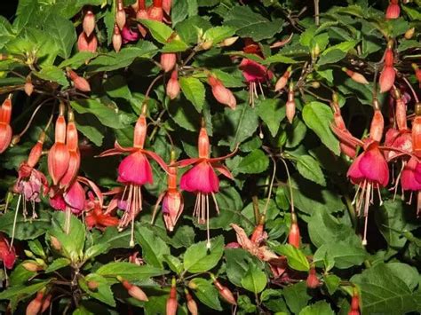Fuchsia Magellanica And Varieties 【2025】the Garden Style