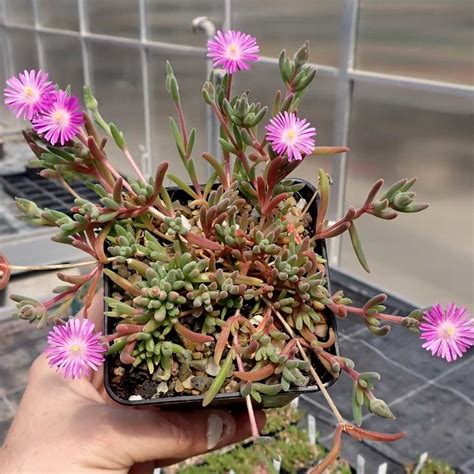 Delosperma cv Parvus Mix dw Uhlig Kakteen Über 5000 verschiedene