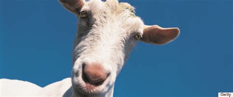 Goat Sex Telegraph