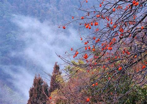 冬の残り柿 風景写真