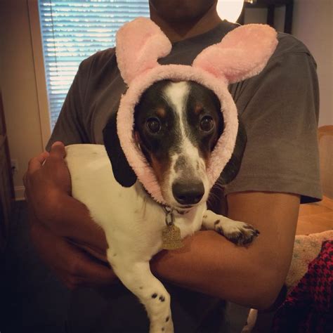 Easterbunny Doxie Doxie Cutie Easter Bunny
