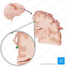 Motor Cortex Anatomy And Function Kenhub