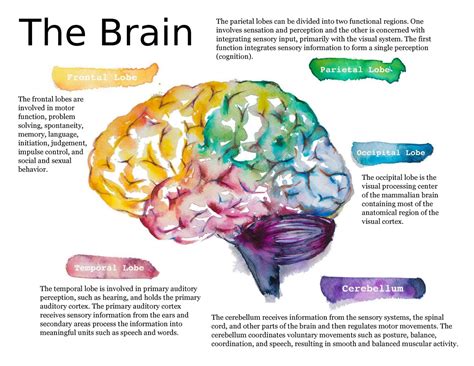 The Brain Overview Lecture Notes 1 22 The Brain The Frontal Lobes