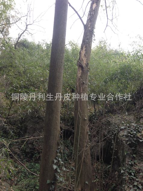 丹皮树 丹皮 丹皮花 大山谷图库