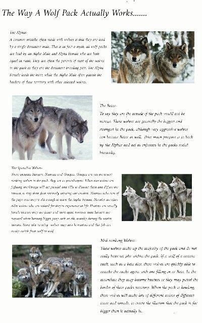 Alpha Wolf Pack Hierarchy