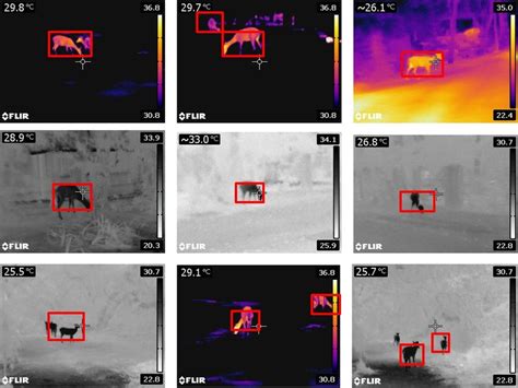 Night Time Deer Detection Performed On Thermal Images Download