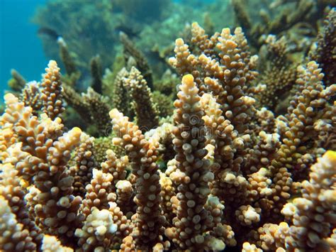 Thriving Coral Reef Alive With Marine Life And Shoals Of Fish Stock