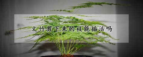 文竹 文竹叶子发黄怎么办 文竹的养殖方法和注意事项 文竹怎么养 文竹图片 文竹怎么修剪 文竹盆景 文竹花语 文竹花盆 发财农业网