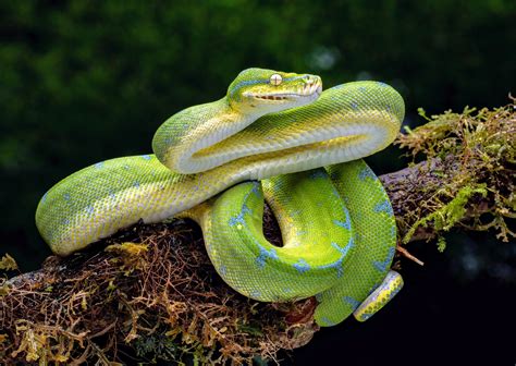 Python Gut Regeneration Offers Clues For Treating Human Diseases