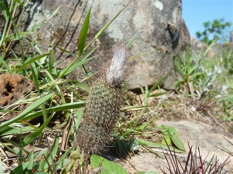 Frailea Gracillima Cactusinhabitat