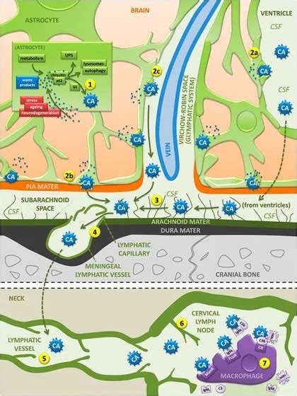 Así Saca La Basura El Cerebro Infobae