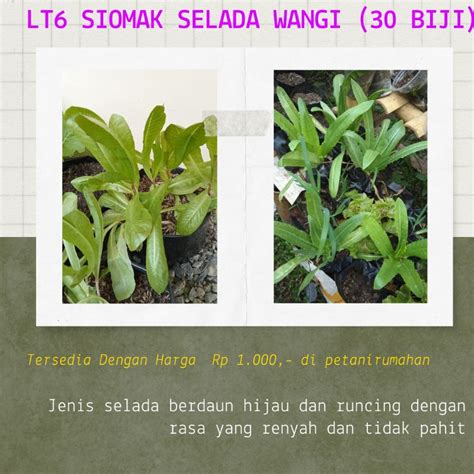 Jual Biji Benih Bibit Selada Wangi Siomak Seribuan Shopee Indonesia