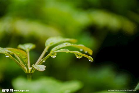 树叶上的露珠摄影图树木树叶生物世界摄影图库昵图网