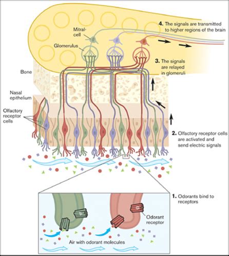 Olfactory Agnosia