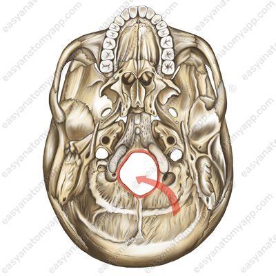 External Cranial Base Easy Anatomy 3D