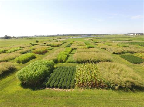 Switchgrass May Be Option For Farmers Who Have Lost Topsoil Ethanol