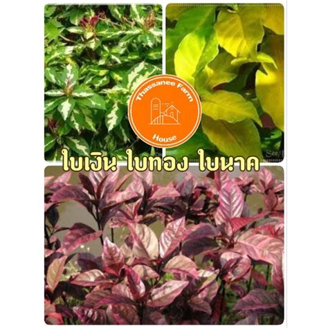 ใบเงินใบทองใบนาค ใบไม้มงคล งานลงเสาร์เอกเสาร์โท1ชุดบรรจุชนิดละ10ใบ