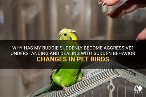 Why Has My Budgie Suddenly Become Aggressive Understanding And Dealing