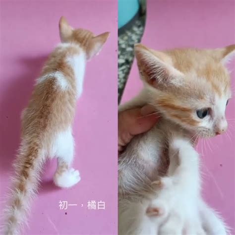 照護近況2023 09 07一眨眼8月的寶寶滿月了 幫小寶貝們取了可愛有趣的名字初一 初五 每隻小寶貝都萌到翻掉 每隻都在長牙中還會搶食