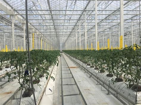 Starting Shimanto Tomato Kochi Japan Nilantha Dissanayake