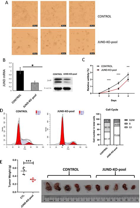Jund Promotes Tumorigenesis Ott