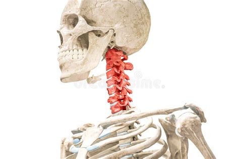 Cervical Spine Anatomy Human Skeleton Stock Illustration