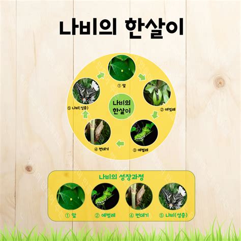 나비의 성장과정 나비의 한살이 나비수업자료 나비수업 나비교구 봄 수업자료 유치원환경구성 어린이집환경구성