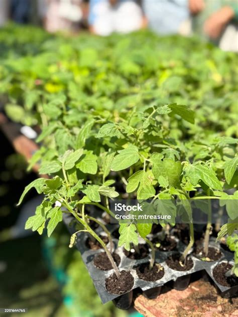 플라스틱 종자 트레이 칸막이에서 자라는 건강한 묘목 토마토 식물의 이미지 토마토 식물 정원 가정 원예 채소 재배 0명에 대한 스톡 사진 및 기타 이미지 Istock