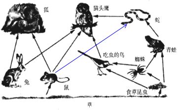 如图是温带草原生态系统 多条食物链彼此交错连接形成的食物网 1 图中生物之间的食物链关系不完整 请在图上用箭头线补充完整 2 写出其中的
