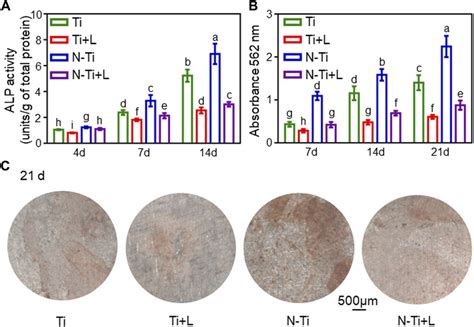 Osteogenic Differentiation And Mineralization Of Mc3t3 E1 Cells On Ti