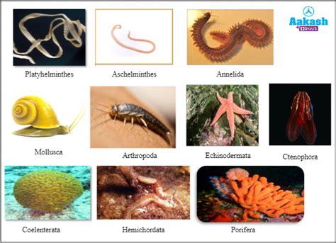 Multicellular Organisms