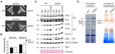 Expression Of Sfgfp M Does Not Disturb Mitochondrial Function A Wild