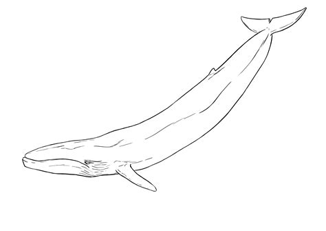 Comment Dessiner Une Baleine Blog Dessindigo