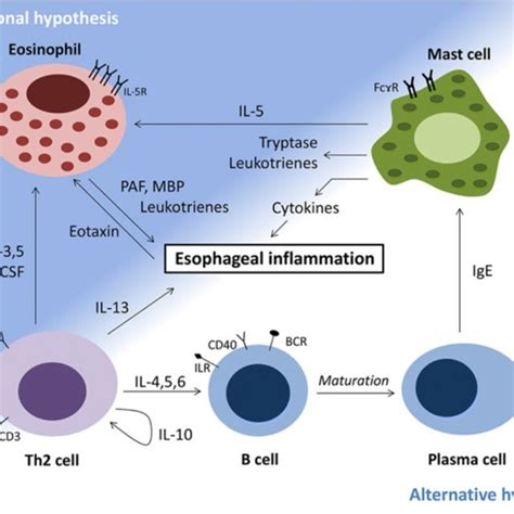 Endoscopic Appearance Of Eoe Showing A Friability Of The Mucosa And Download Scientific