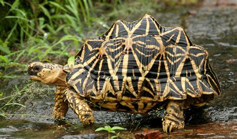 Indian star tortoise facts, distribution & population | BioDB