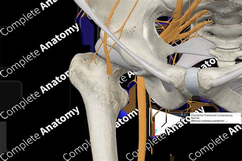 Posterior Femoral Cutaneous Nerve Complete Anatomy