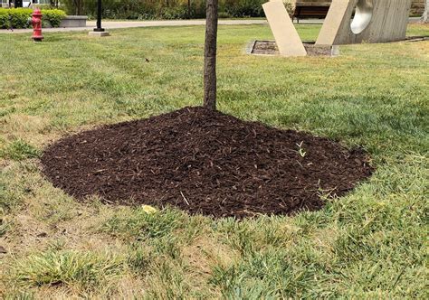 Mulch Rings Around Trees In Turfgrass K State Turf And Landscape Blog