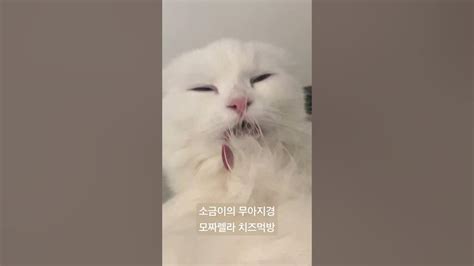 터앙소금이의 치즈먹방🧀 Cat Cute Pet Catlover 고양이 귀여워 터키쉬앙고라 그루밍 Youtube