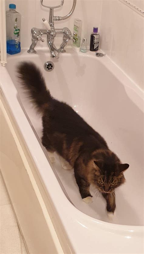 Sid Measuring The Bath Rcats
