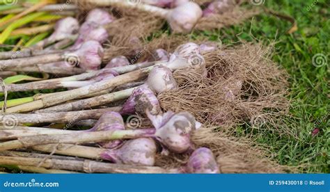 Harvested Garlic On The Grass While Drying In The Sun Stock Footage Video Of Ground