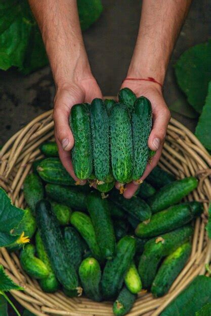 Premium Photo A Male Farmer Harvests Cucumbers In A Greenhouse