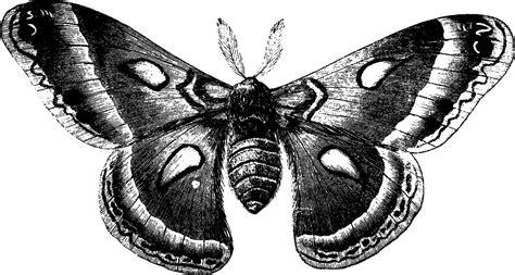 Cecropia Moth Vintage Illustration 35485607 Vector Art At Vecteezy