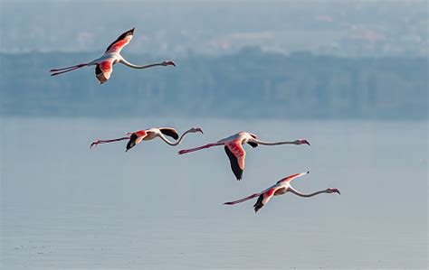 Greater Flamingo 는 플라밍고 계열의 가장 널리 퍼진 종입니다 나쿠루 호수 국립 공원 케냐 0명에 대한 스톡 사진