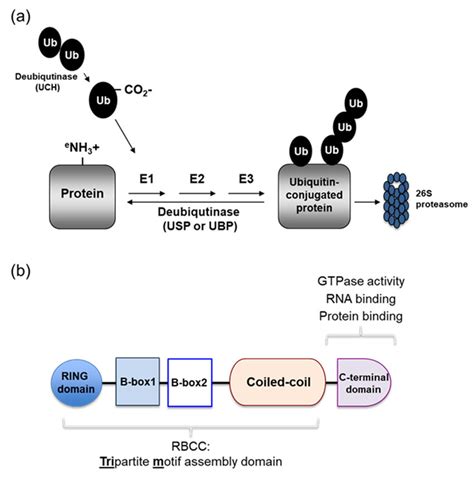 Ubiquitin Modification System And Schematic Map Of The Tripartite Motif Download Scientific
